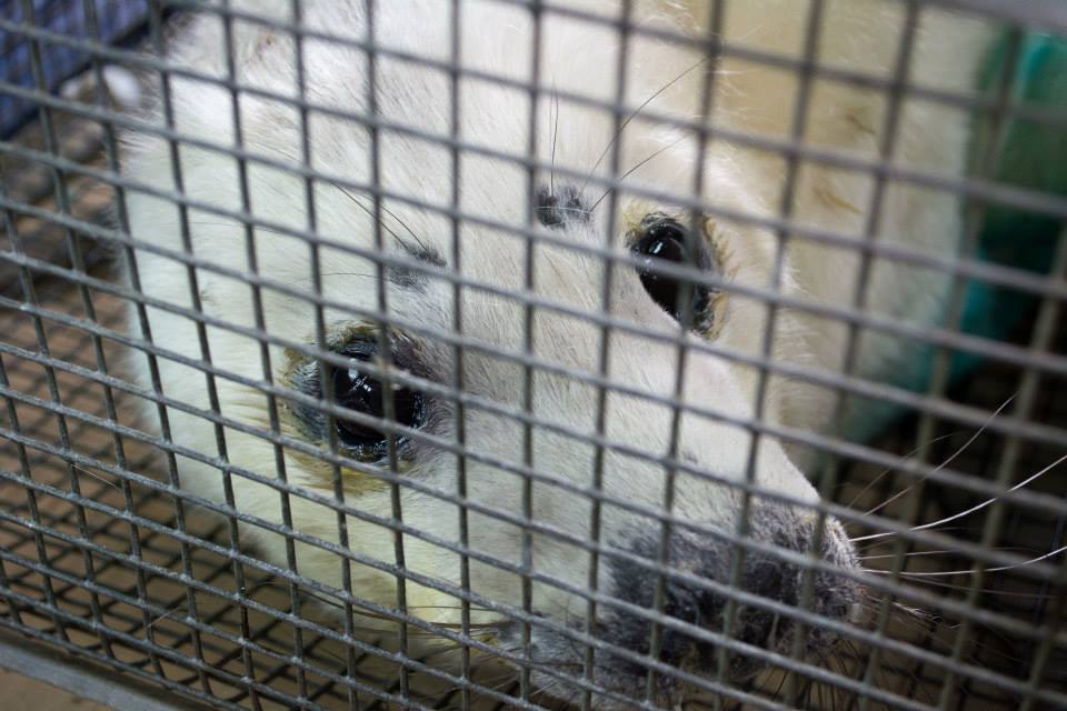 AP Diving Kit helps save Seals | AP Diving News